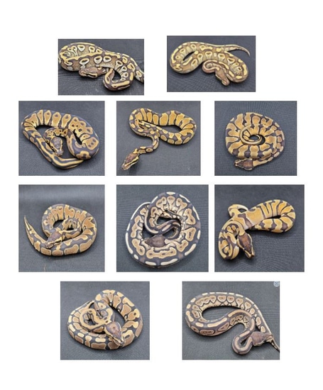1 Male 9 Female Ball Python Group by King Reptiles