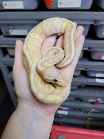 Pastel Banana Mojave Ball Python by King Reptiles