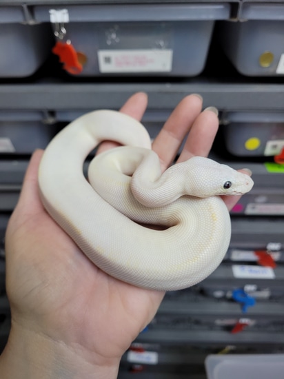 2023-5 Jes-04 Ball Python by King Reptiles