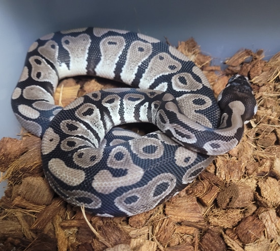 Vpi Axanthic Ball Python by King Reptiles