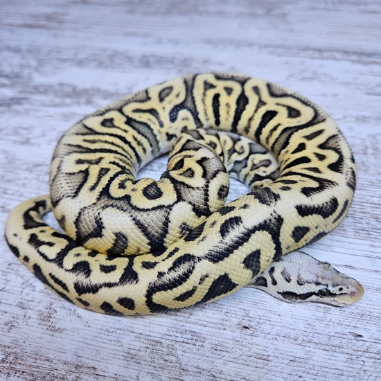 Super Pastel GHI Leopard 66% Het Clown Ball Python by Eccentric Reptiles