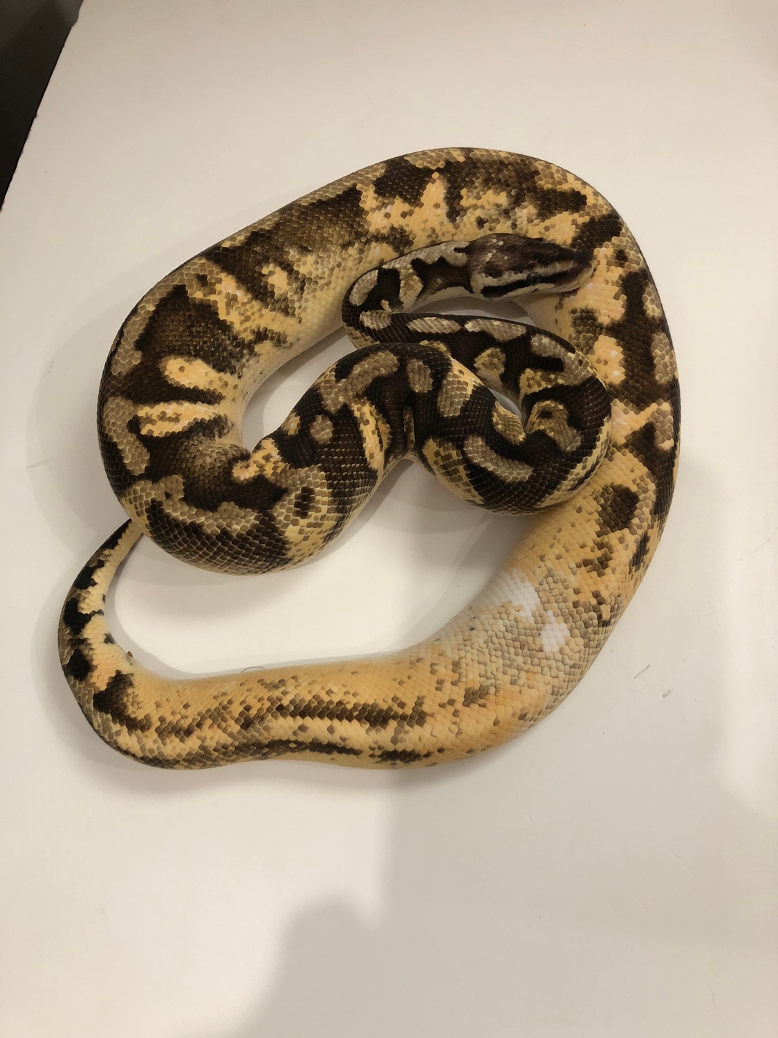 Super Pastel Calico Ball Python by Kingsmorphs - MorphMarket