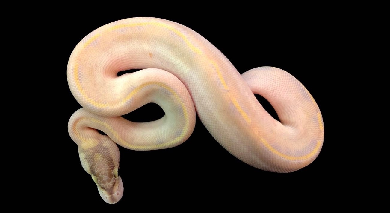Ivory Ball Python by Kingswood ball python - MorphMarket