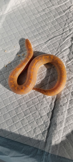 Albino Het Anery Kenyan Sand Boa by Kinky Link Ball Pythons