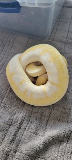 Banana Spinner 50% Het Vpi Anxanthic And Albino. Free Shipping Ball ...