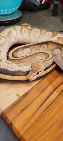 Female Super Cypress Almost RTB Ball Python by Kinky Link Ball Pythons