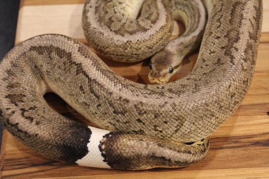 6.5 Group Lot Male And Female Ball Python by Kinky Link Ball Pythons