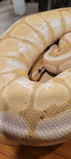 Banana Cinnamon Spider Proven Breeder Ball Python by Kinky Link Ball Pythons
