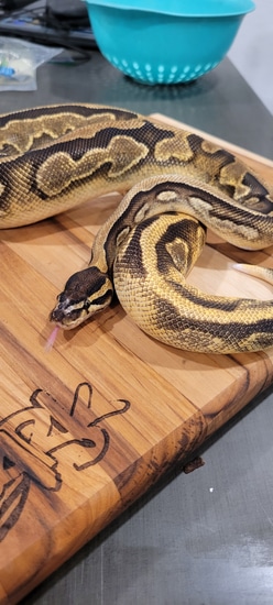 Enchi Orange Dream Low White Pied Ball Python by Kinky Link Ball Pythons