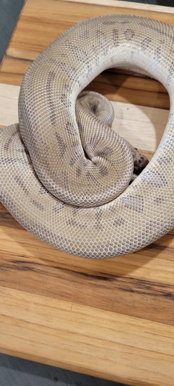 Phantom HGW Leopard Clown Ball Python by Kinky Link Ball Pythons