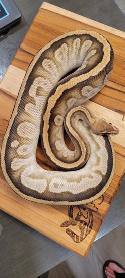 Super Cypress 50% Off Ball Python by Kinky Link Ball Pythons