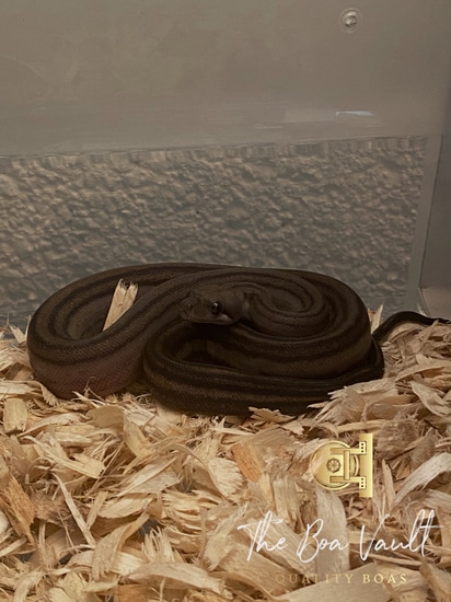 Eclipse Boa Constrictor by The Boa Vault