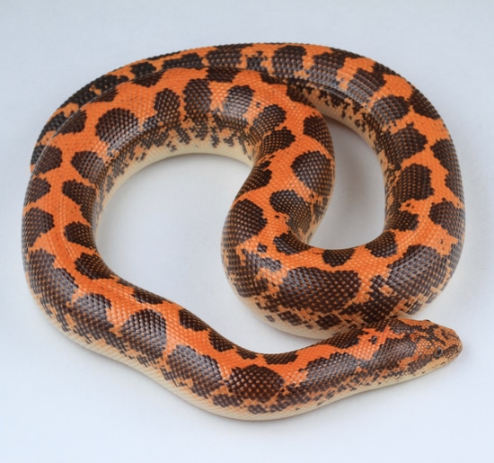 2020 Male Kenyan Sand Boa High Orange by SNK Kreatures