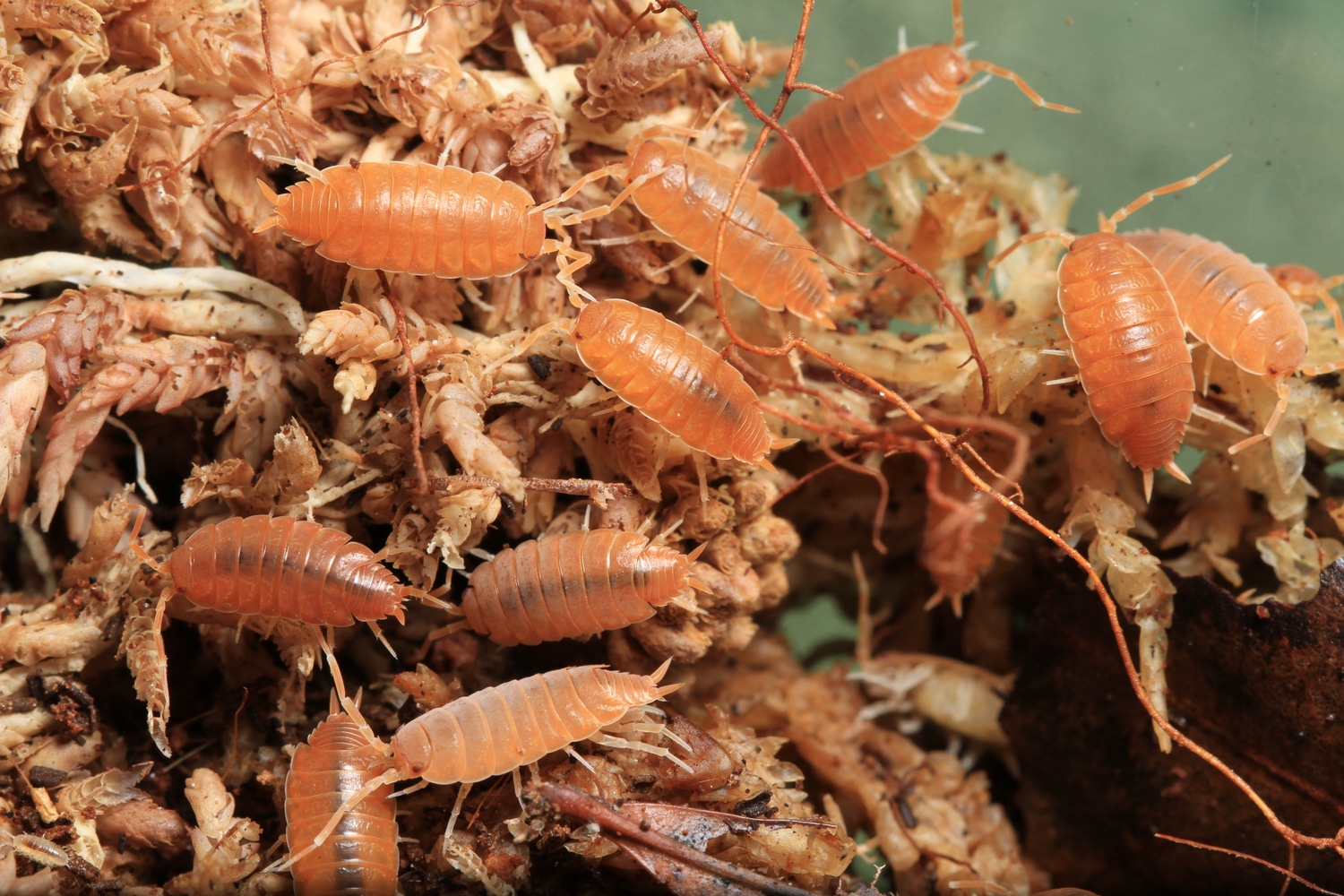 750 Powder Orange Or Blue Large Lot Isopod by SNK Kreatures - MorphMarket