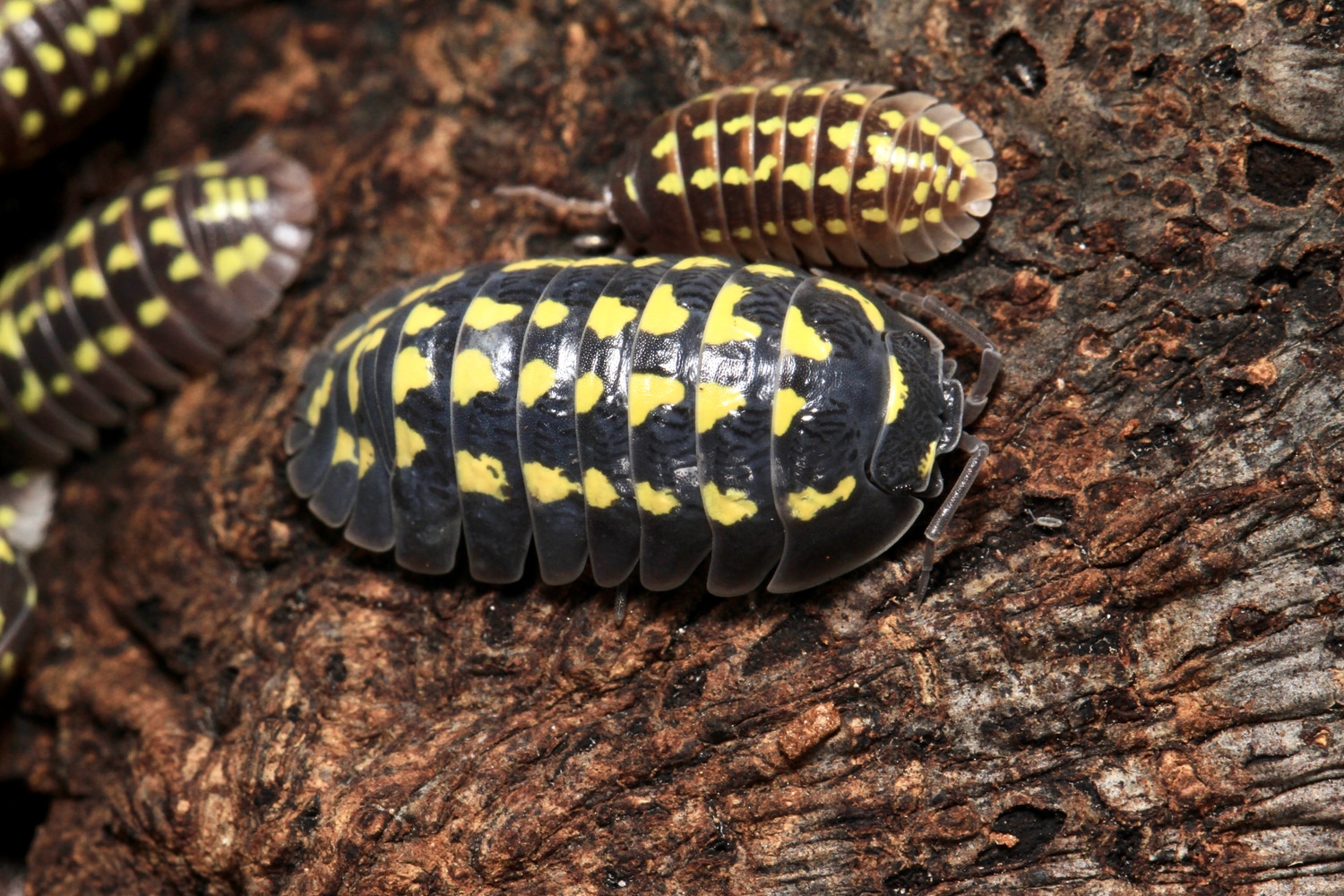 *SALE* 20 Yellow Spotted Armadillidium Gestroi Isopod by SNK Kreatures ...