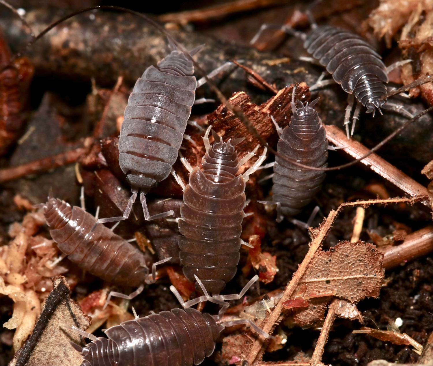 20 Powder Blue Isopod by SNK Kreatures - MorphMarket
