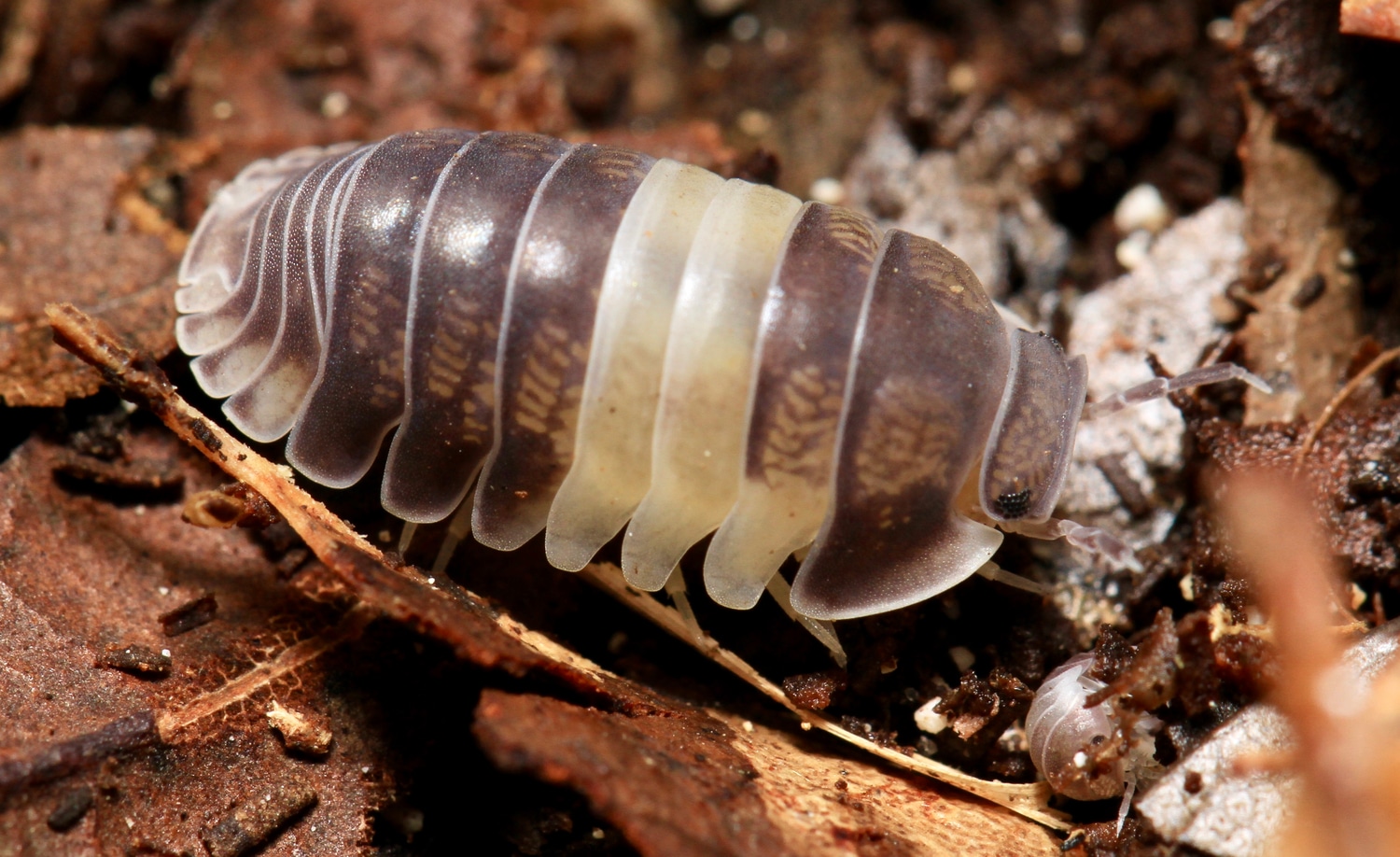 10 Panda King Cubaris Isopod by SNK Kreatures - MorphMarket