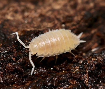 12 Armadillidium Vulgare “Gem Mix” Isopod by SNK Kreatures - MorphMarket