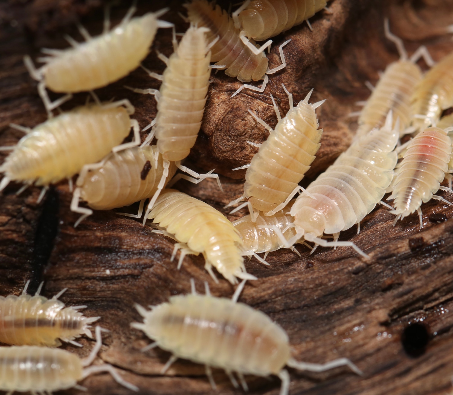 10 Powder White Isopod by SNK Kreatures - MorphMarket