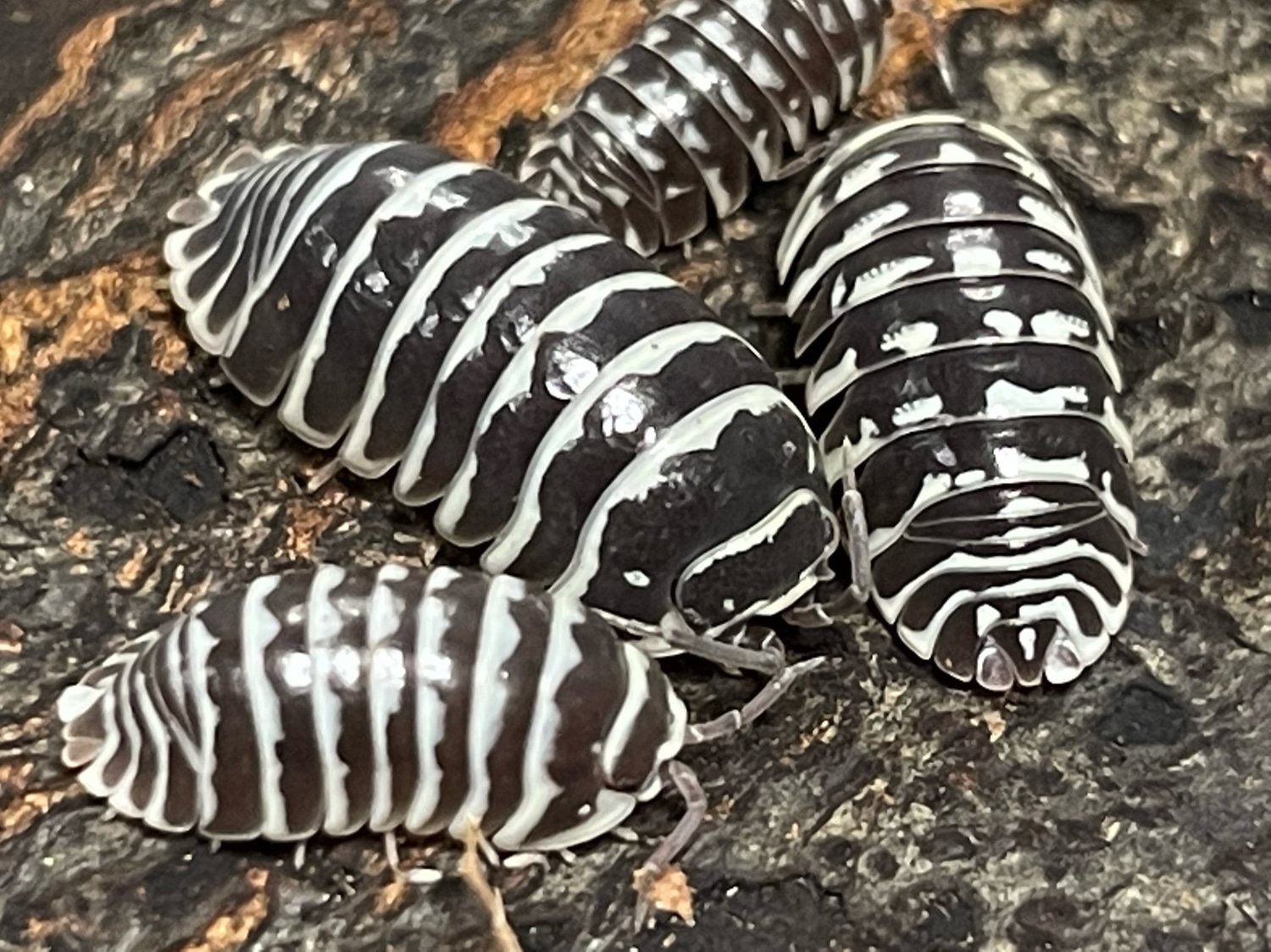 14 Zebra Isopod by SNK Kreatures - MorphMarket