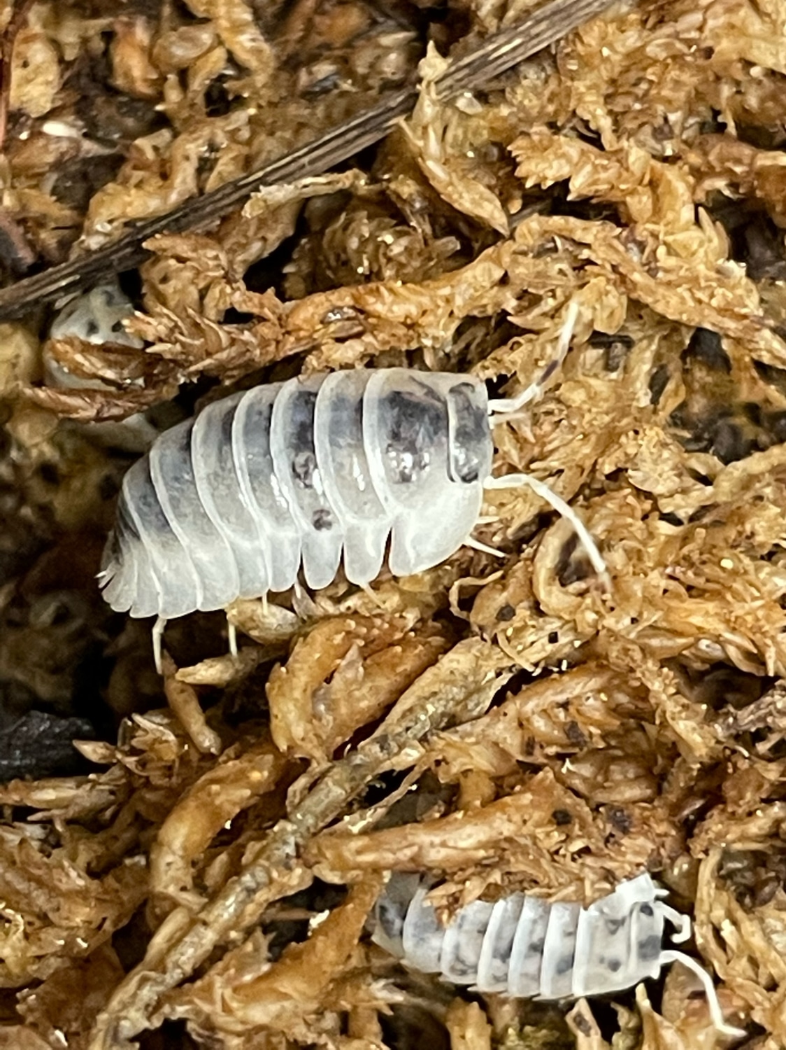 5 Shiro Utsuri Cubaris Isopod by SNK Kreatures - MorphMarket