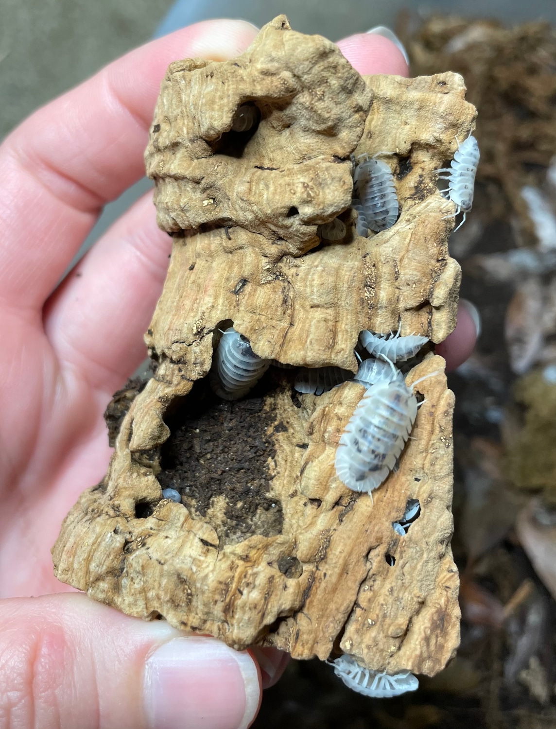 5 Shiro Utsuri Cubaris Isopod by SNK Kreatures - MorphMarket