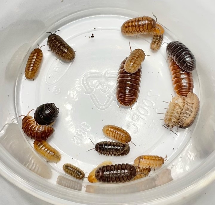 12 Armadillidium Vulgare “Gem Mix” Isopod by SNK Kreatures - MorphMarket