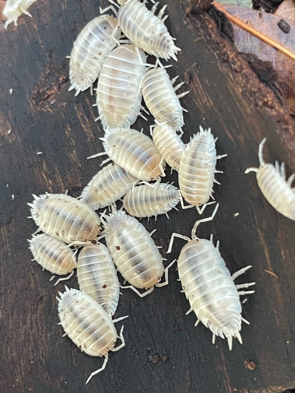 10 White Dairy Cow Isopod by SNK Kreatures - MorphMarket