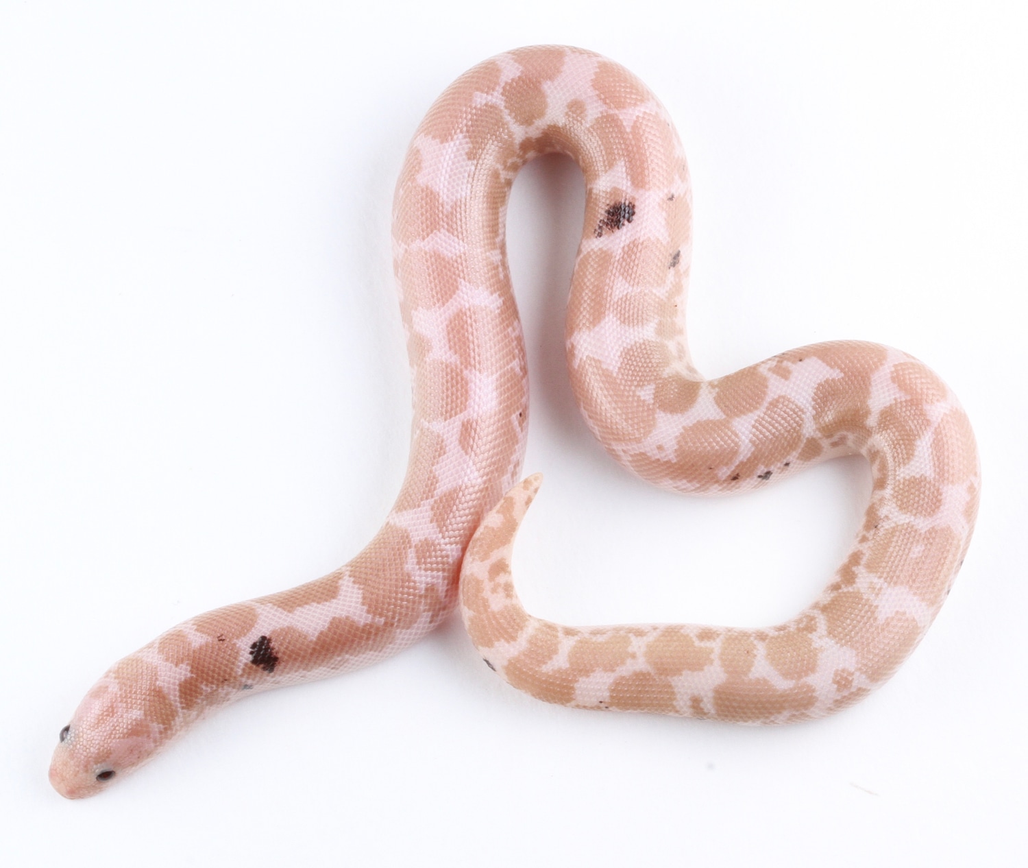 Paradox Snow Female Kenyan Sand Boa by SNK Kreatures - MorphMarket
