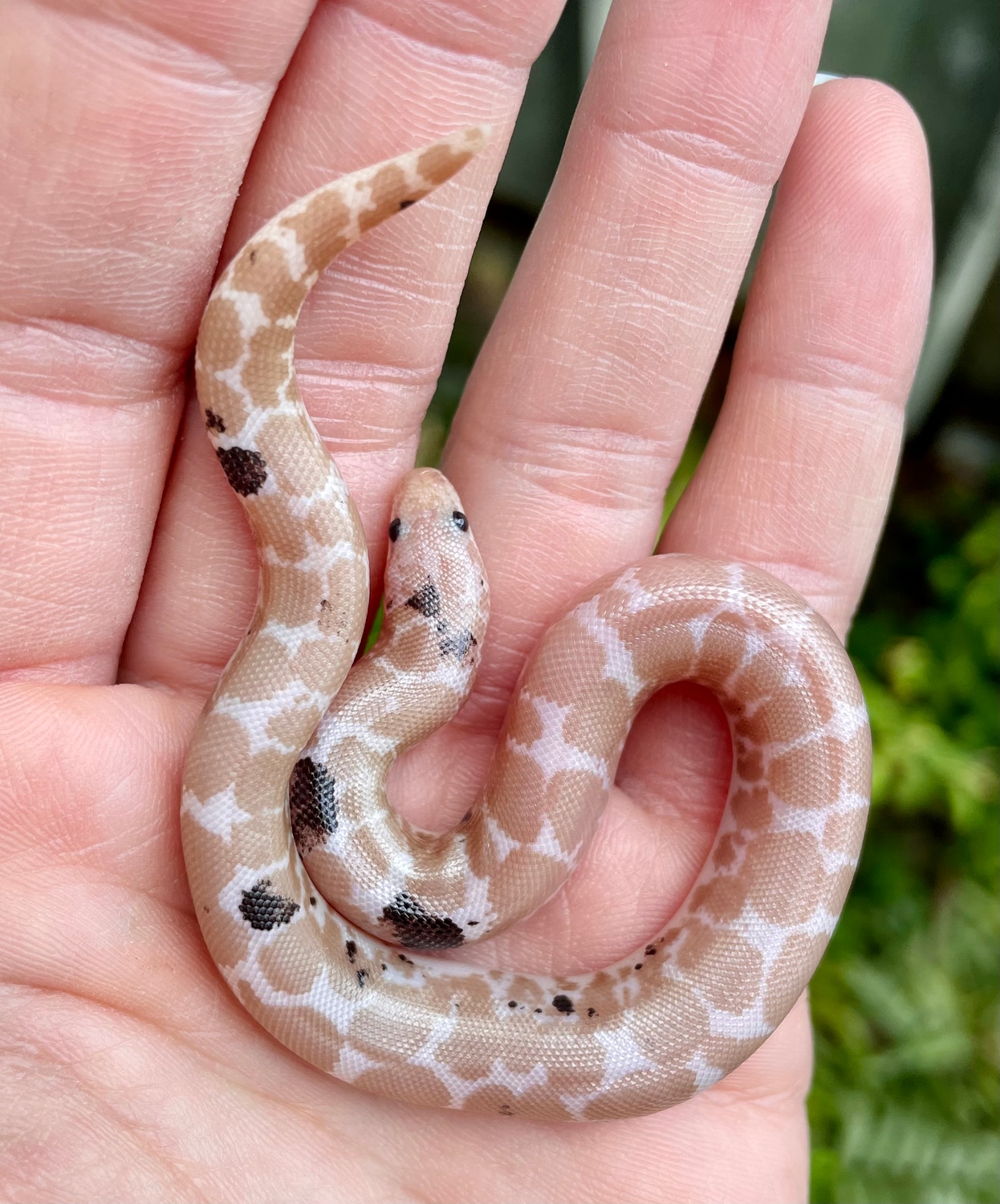 High Paradox Snow Female Kenyan Sand Boa by SNK Kreatures - MorphMarket