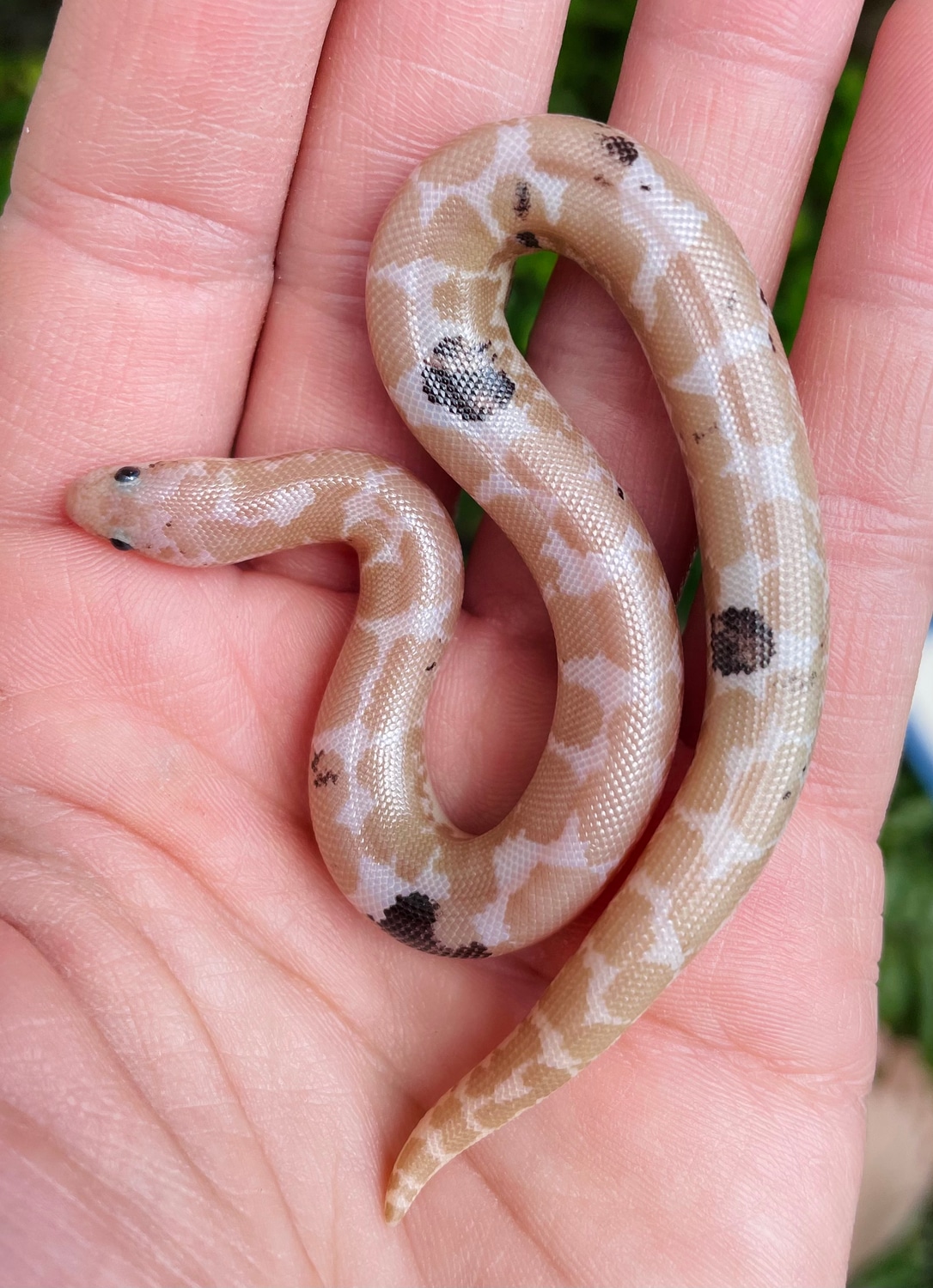 Paradox Snow Kenyan Sand Boa by SNK Kreatures - MorphMarket