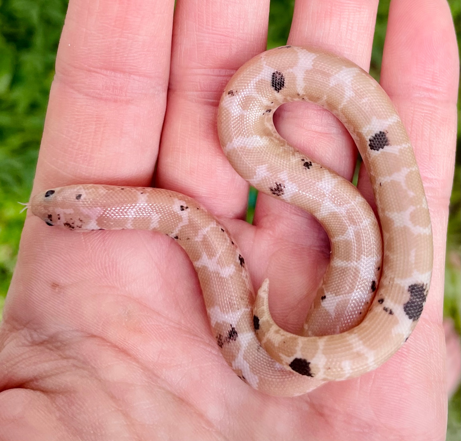 High Paradox Snow Female Kenyan Sand Boa by SNK Kreatures - MorphMarket