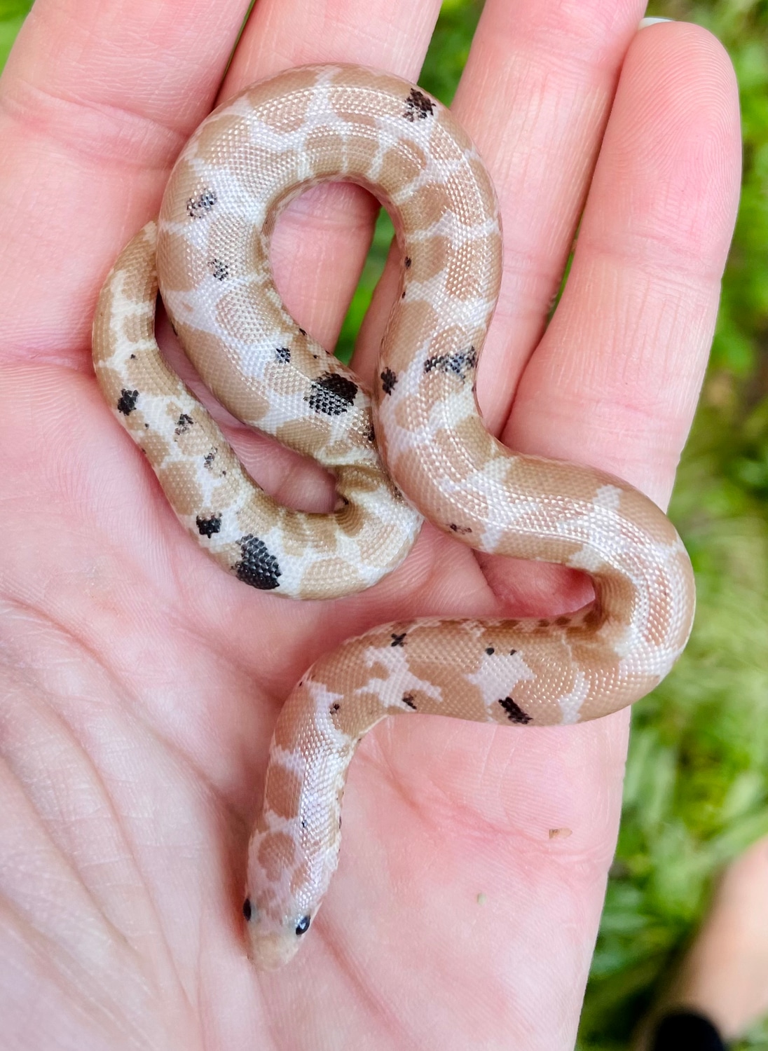 High Paradox Snow Female Kenyan Sand Boa by SNK Kreatures - MorphMarket
