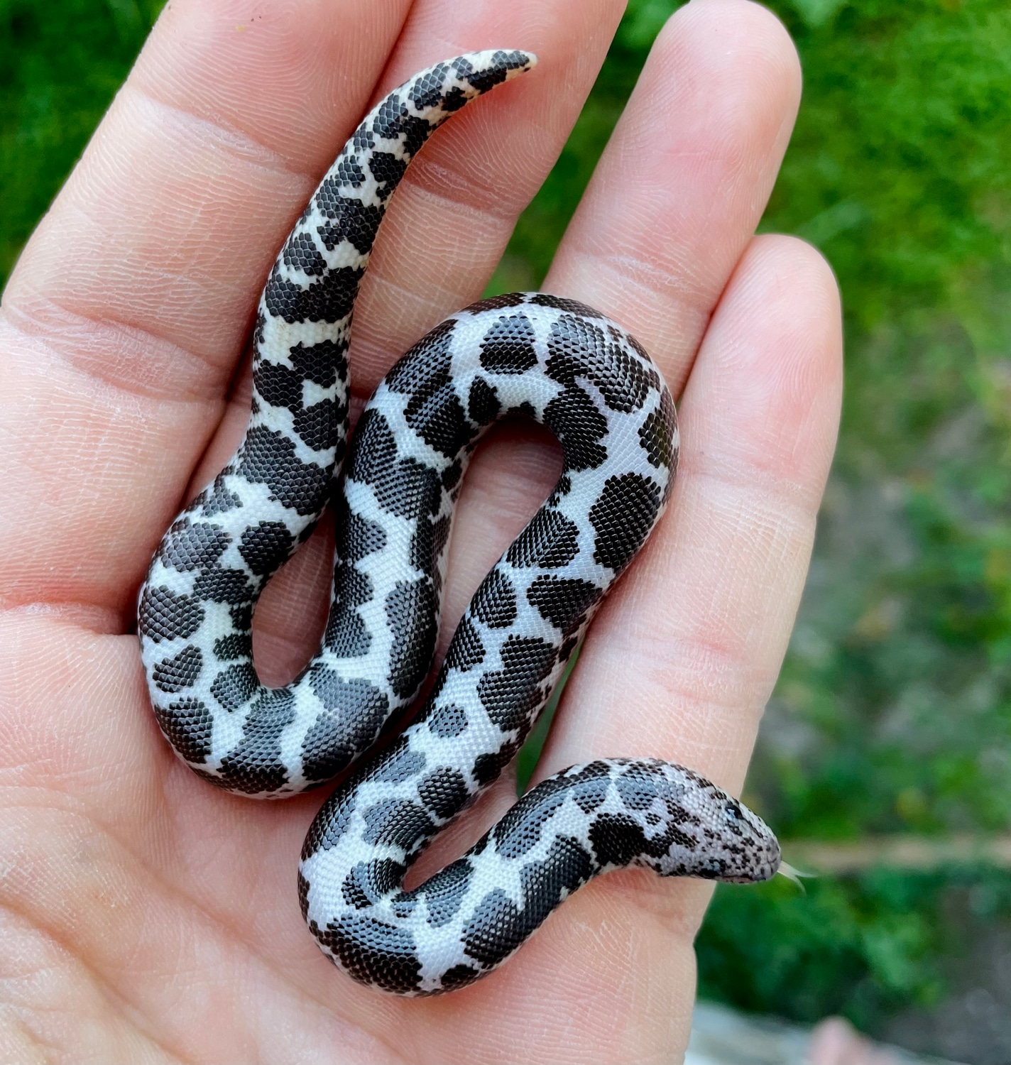 Male Anery Pos. Het Albino Kenyan Sand Boa by SNK Kreatures - MorphMarket