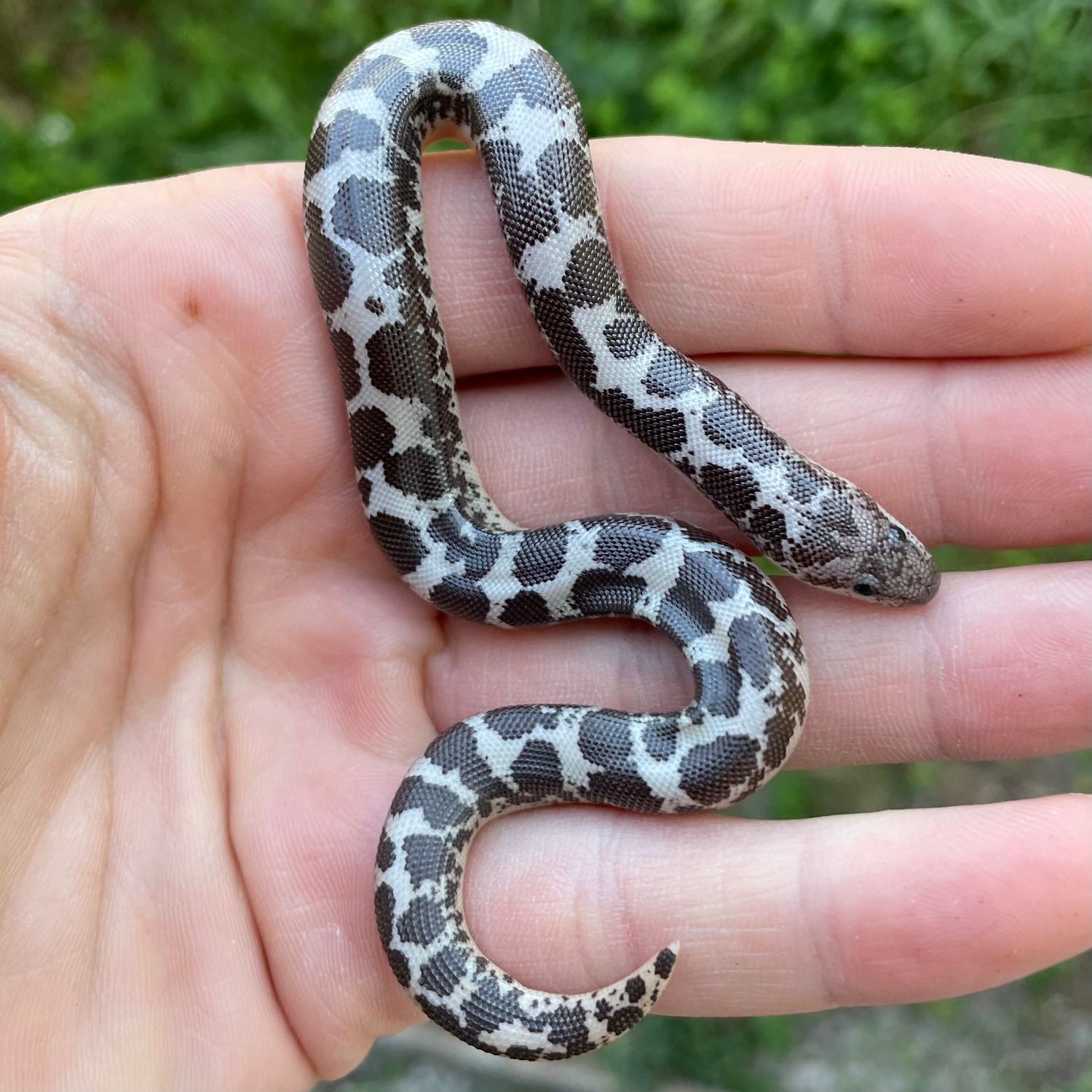 Anery Het Paradox Albino Kenyan Sand Boa by SNK Kreatures - MorphMarket