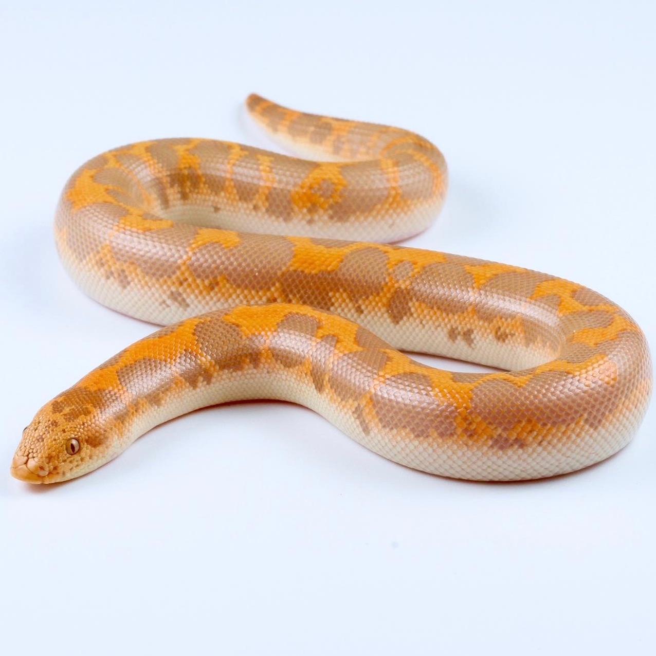 Albino Het SPLASH Kenyan Sand Boa by SNK Kreatures - MorphMarket