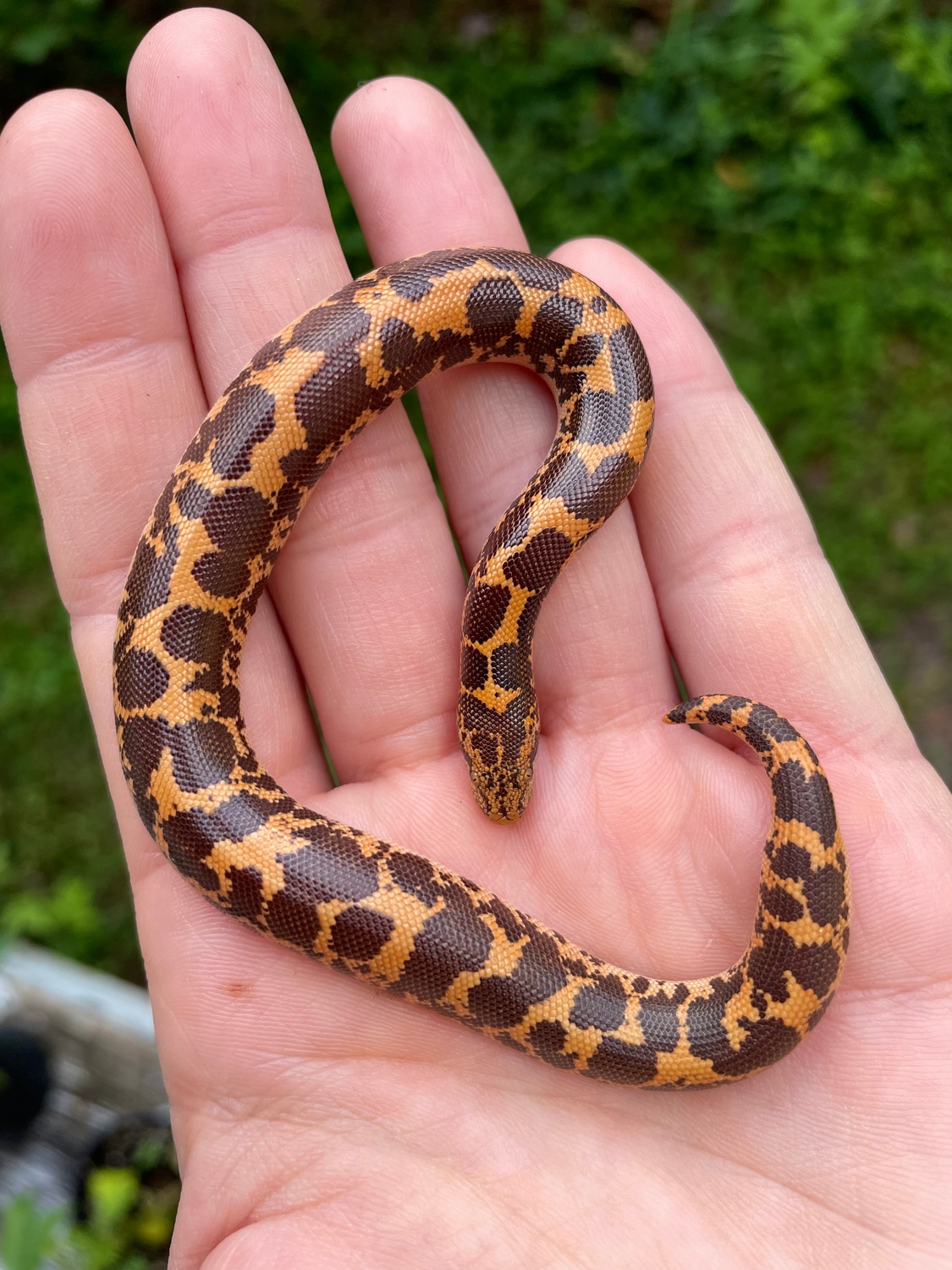 100% Het Paint Kenyan Sand Boa by SNK Kreatures - MorphMarket