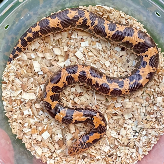 100% Het Paint Kenyan Sand Boa by SNK Kreatures