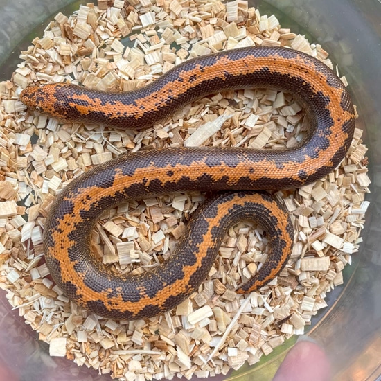 Normal Stripe Kenyan Sand Boa by SNK Kreatures