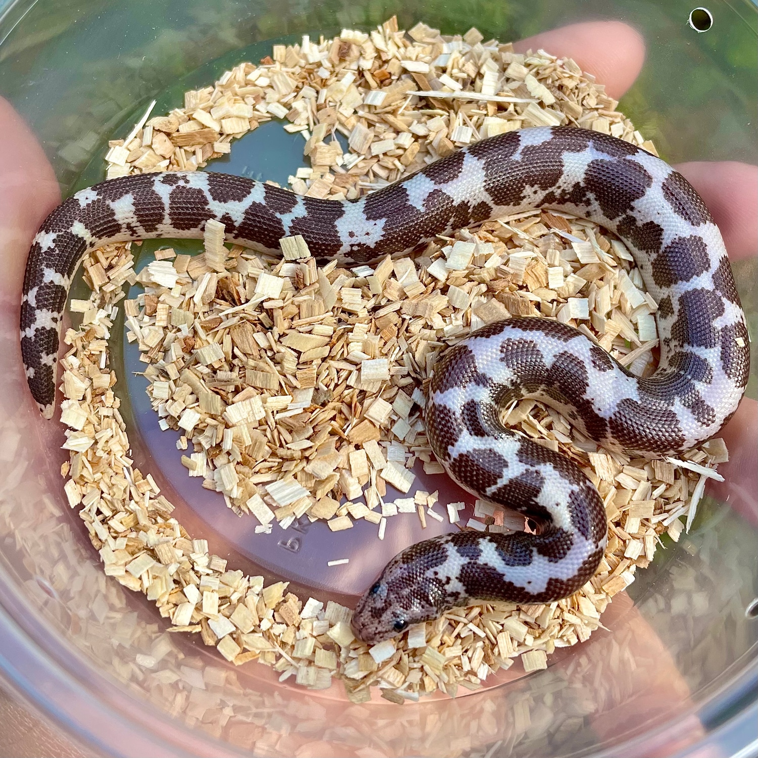 Anery Het Paint Kenyan Sand Boa by SNK Kreatures - MorphMarket