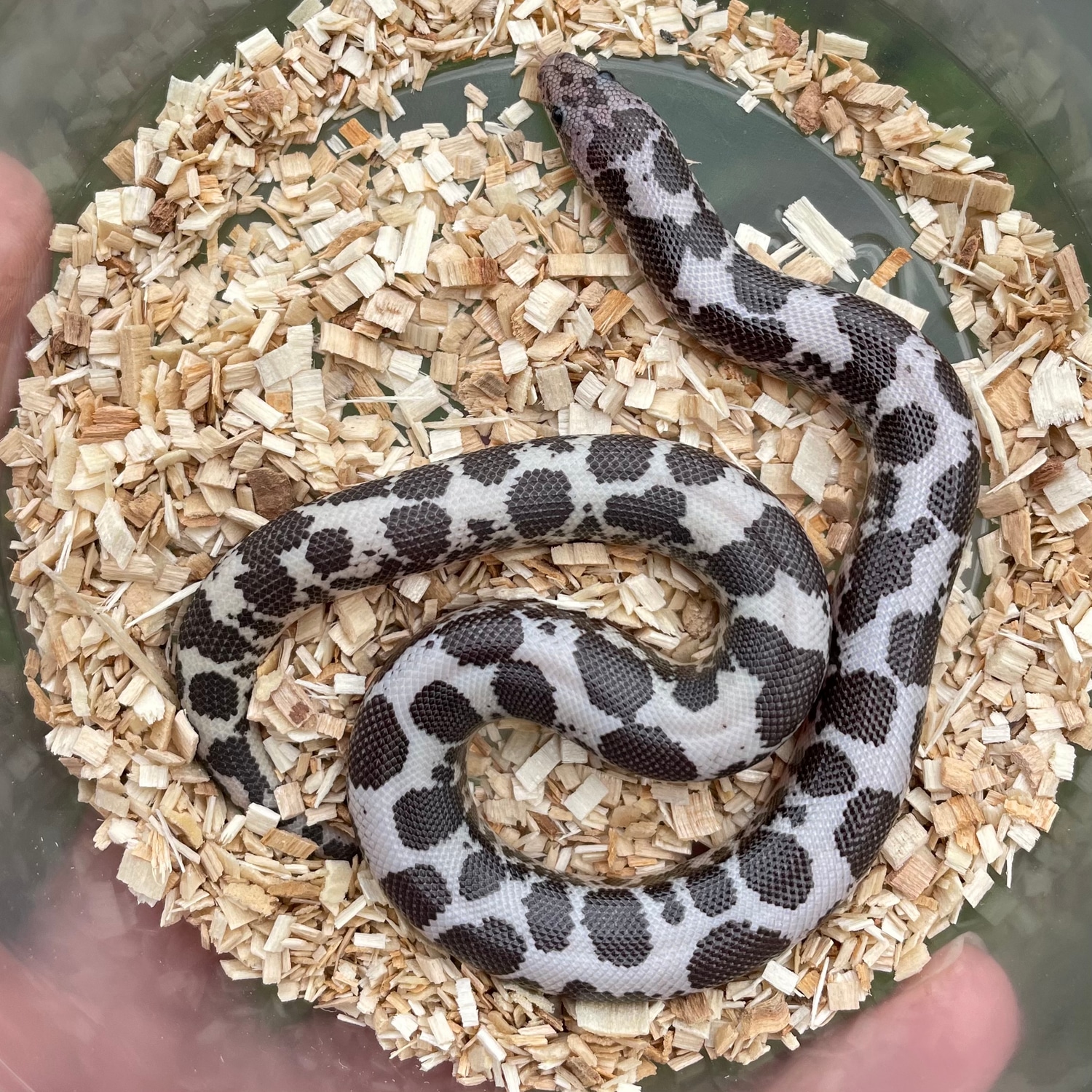 Anery Female Kenyan Sand Boa by SNK Kreatures - MorphMarket