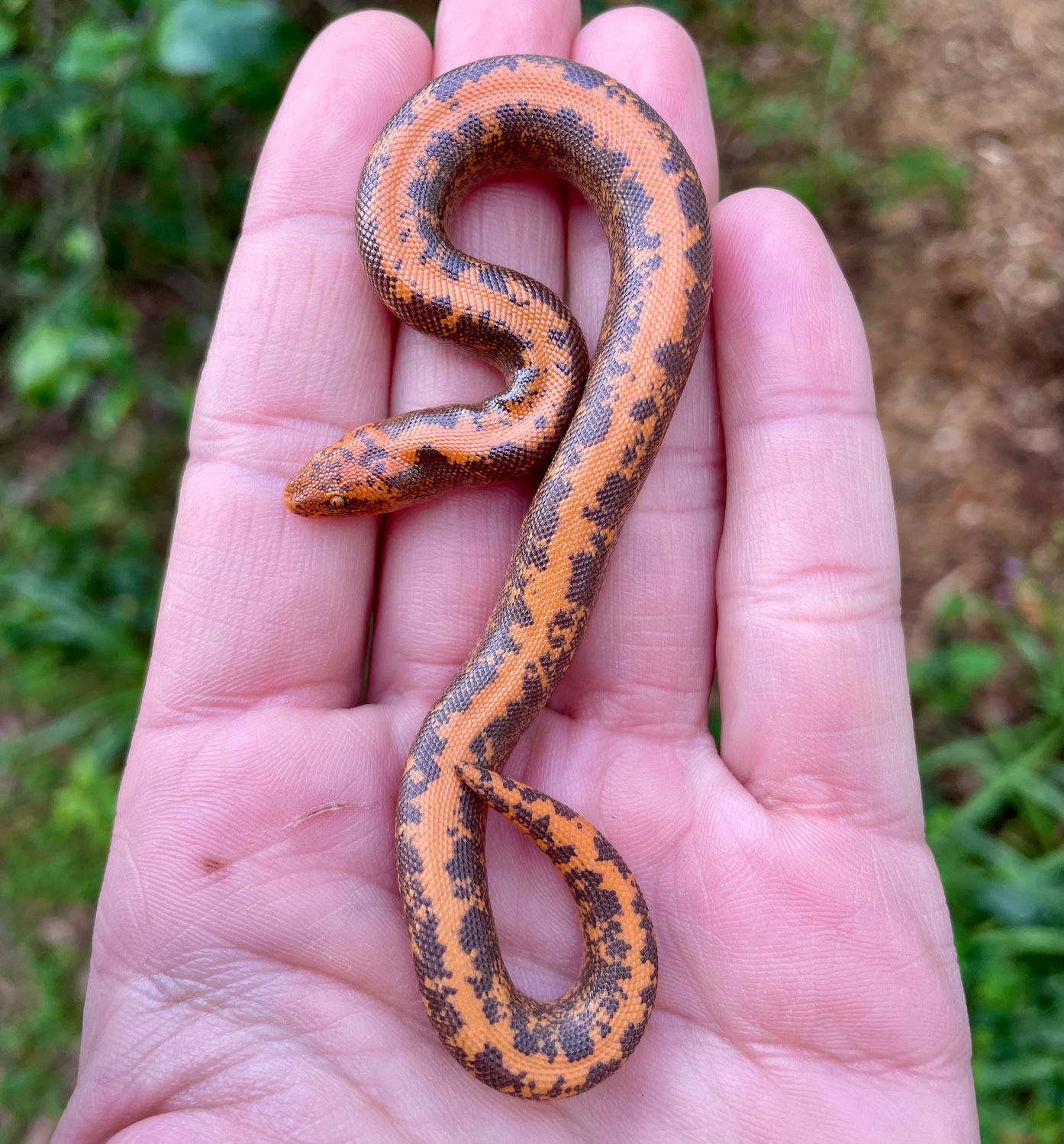Stripe Het Paint/Anery Kenyan Sand Boa by SNK Kreatures - MorphMarket