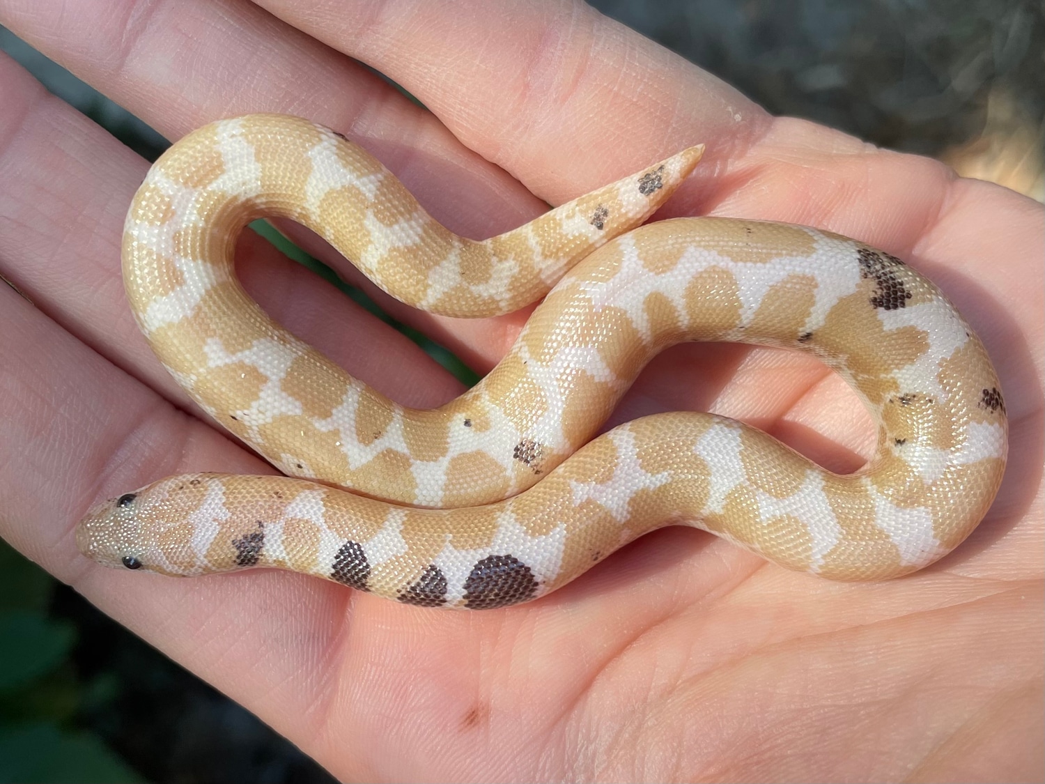 Paradox Snow Male Kenyan Sand Boa by SNK Kreatures - MorphMarket