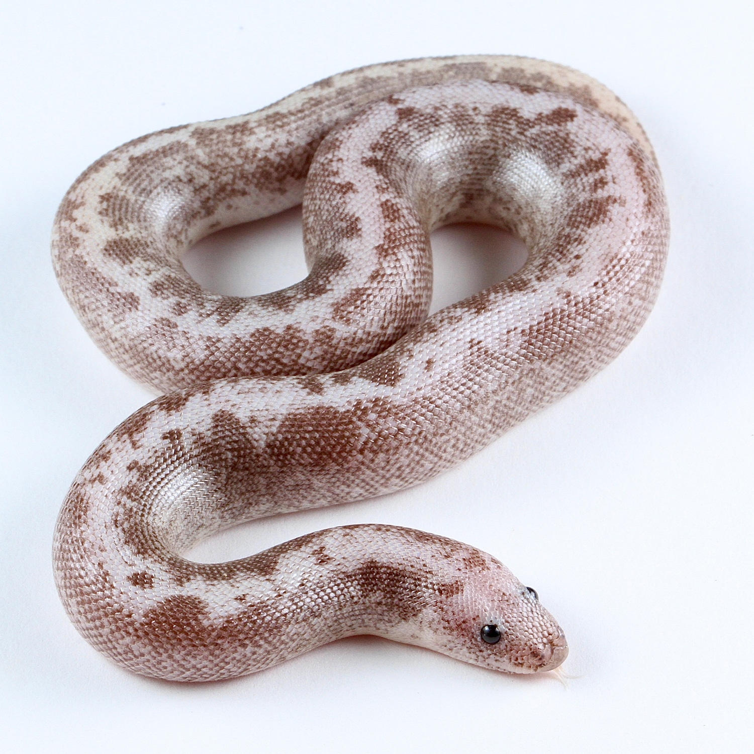 Granite Stripe Anery 100% Het Paint Kenyan Sand Boa by SNK Kreatures ...