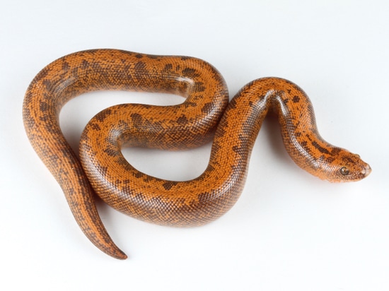 Normal Stripe Het Anery Kenyan Sand Boa by SNK Kreatures