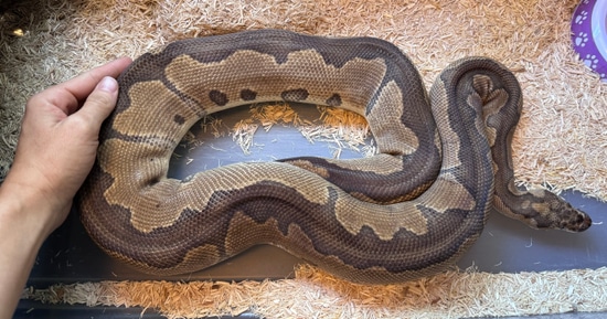 Female Clown Ball Python, Huge Girl! by SNK Kreatures