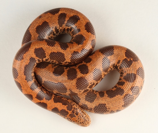 Female Normal Het Snow Kenyan Sand Boa by SNK Kreatures
