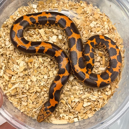 Female Normal Kenyan Sand Boa by SNK Kreatures