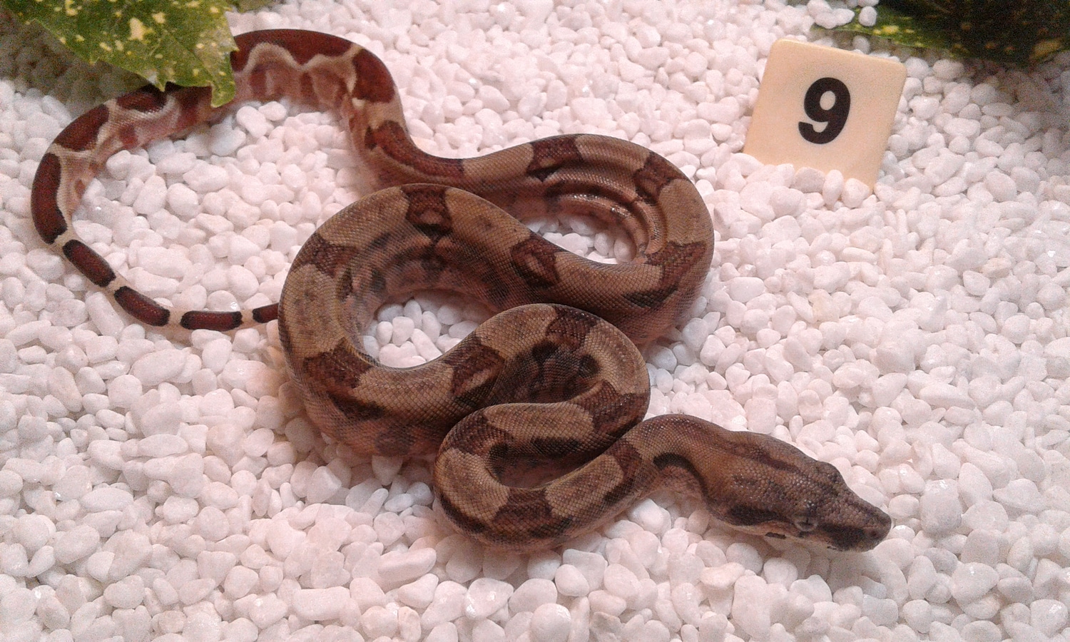 Salmon 100% Het Blood 50% Het Albino Boa Constrictor by KirchhofBoas ...