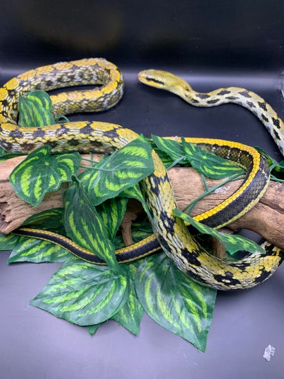 A+ Docile Taiwan Beauty Beauty Rat Snake by Standout Serpents LLC